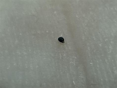 What Are These Fleas Bed Bugs Left One Jumped And Right One Did Not