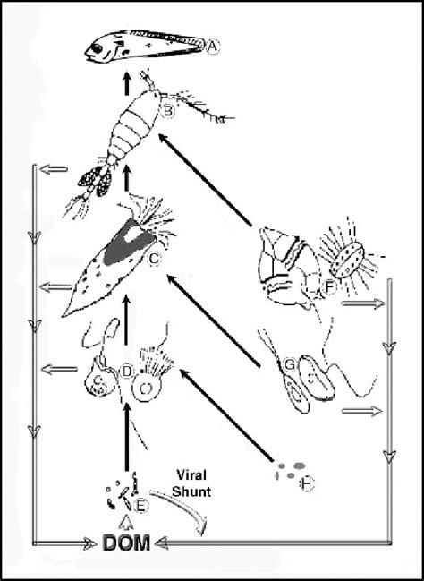 Microbial Loop