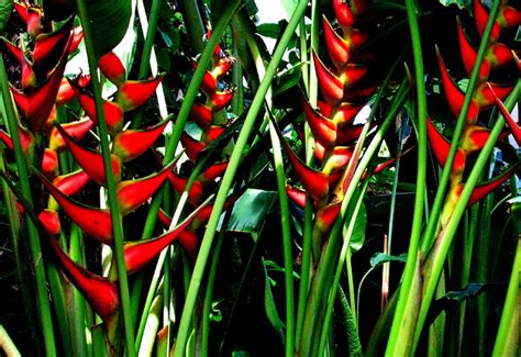 Heliconia Wallpapers Top Free Heliconia Backgrounds Wallpaperaccess