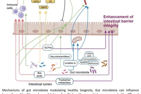 Gut Microbiota And Healthy Longevity Sciencemission