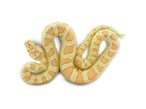 Safari Ltd Albino Burmese Python Worten Pt