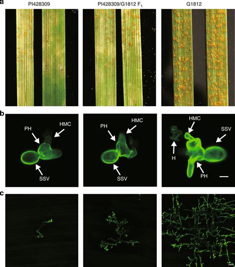T Urartu Pi428309 Showed Resistance To Stripe Rust Pathogen Puccinia Download Scientific