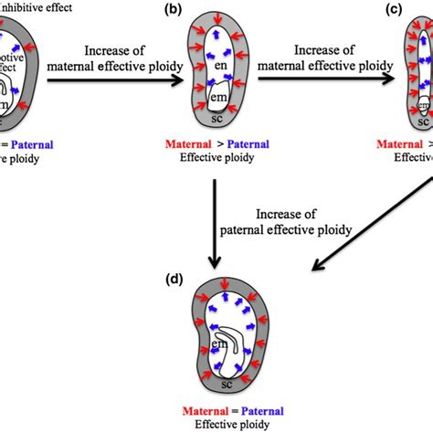 Abnormal Embryo And Endosperm Development In The Type Ii Download Scientific Diagram