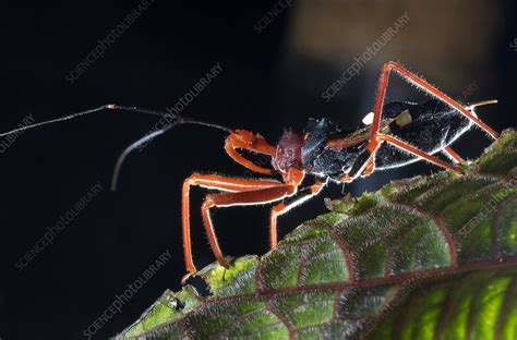 Assassin Bug Stock Image C0014539 Science Photo Library