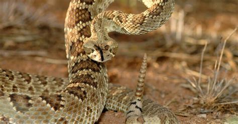 Python Vs Rattlesnake Which Deadly Snake Would Win In A Fight A Z