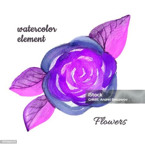 수채화 라일락 꽃 손으로 그린 고립 된 새싹 보라색 장미 흰색 배경에 결혼식과 포장을 위한 고립된 빌로엣 장미 0명에 대한 스톡 벡터 아트 및 기타 이미지 Istock
