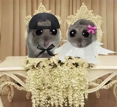 A Gallery Of The Best Sad Hamster Meme Videos And S