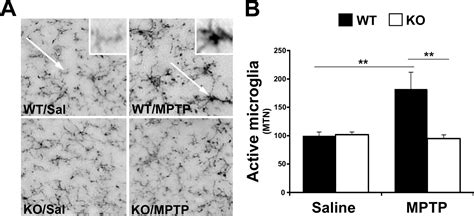 Involvement Of Interferon γ In Microglial Mediated Loss Of Dopaminergic Neurons Journal Of