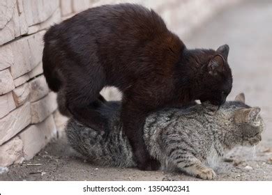 54 Wild Cat Have Sex Royalty Free Images Stock Photos Pictures Shutterstock