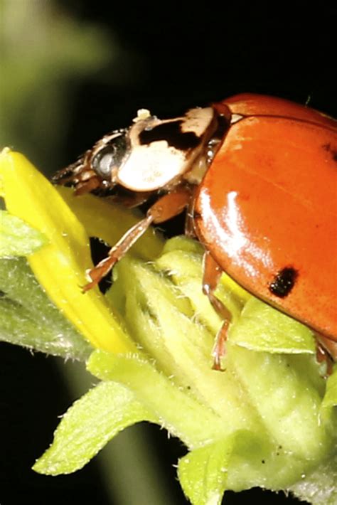 Beetles In Ohio Visit Ohio Today Beetles In Ohio Visit Ohio Today