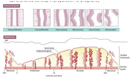 APH And PPH W Flashcards Quizlet