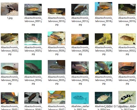 探索海洋世界，基于yolov5全系列【nsmlx】参数模型开发构建海洋场景下海洋生物检测识别分析系统robust Detection