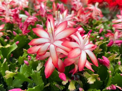 게발선인장 키우기 물주기 삽목 꽃 분갈이 번식 네이버 블로그