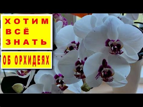 УХОД ЗА ОРХИДЕЯМИ В ВОПРОСАХ И ОТВЕТАХ! АЛОЭ, КРЕМНЕВИТ, ЦЕОФЛОРА ...