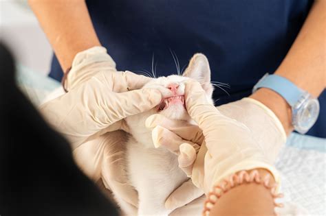 Pyoderma In Dogs Causes Types And Treatment