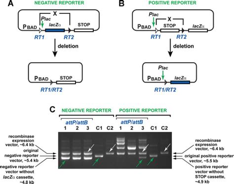 The Bacteriophage Lambda Integrase Catalytic Domain Can Be Modified To Act With The Regulatory