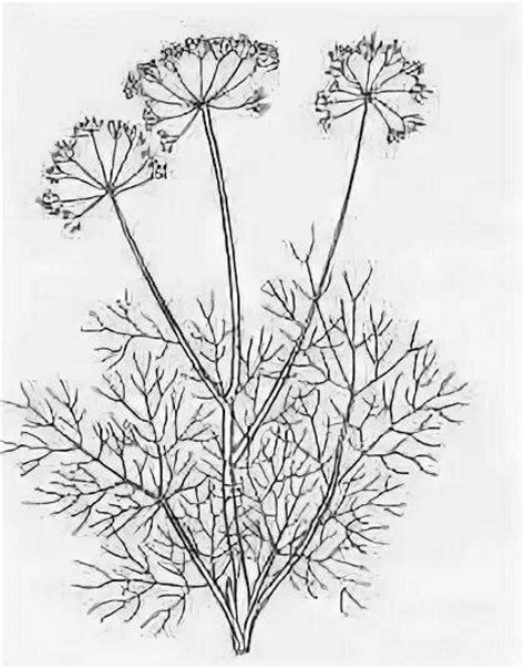 Как нарисовать укроп поэтапно 80 фото