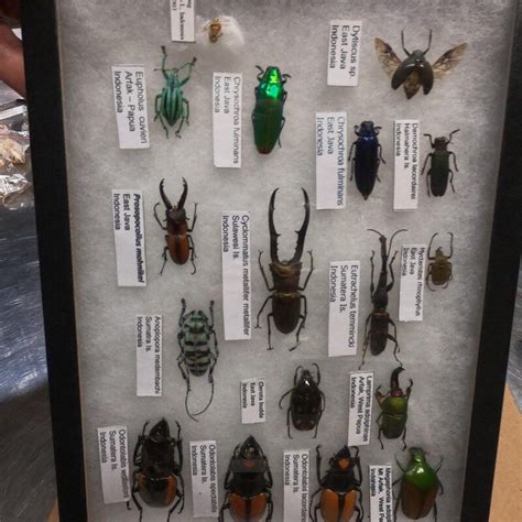 51 Shells And Fossils Ideas Etsy Fossils Shells