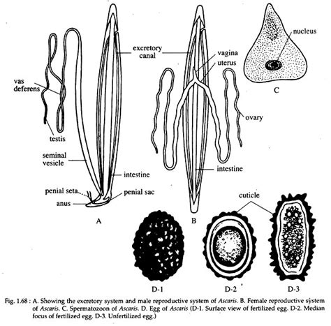 Study Notes On Ascaris Aschelminthes
