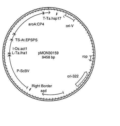 Efficiency Agrobacterium Mediated Wheat Transformation Method Eureka Patsnap