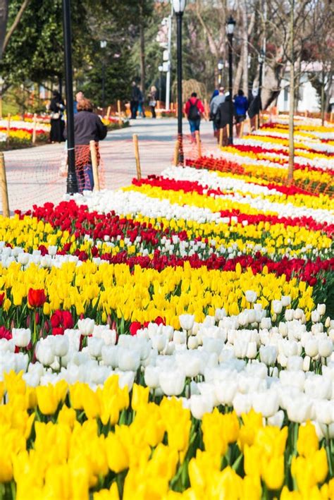 World Famous Tulip Festival In Emirgan Park Istanbul Turkey