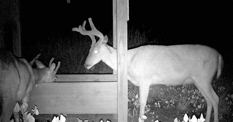 4 Pointer Album On Imgur