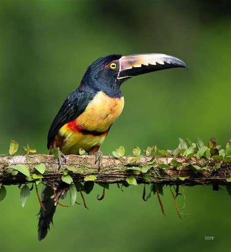 Tucanes De Costa Rica « Museo Nacional De Costa Rica