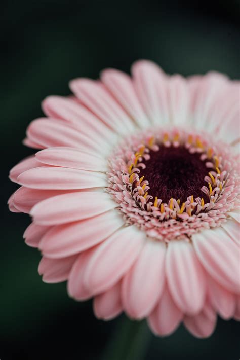 Germini Care Care Tips From The Grower Decorum