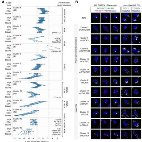 unsupervised image based profiling identifies a functional cluster