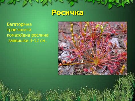Рослини червоної книги України презентация онлайн