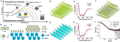 Design Principles For The Heterogeneous Nucleation Of Caco3 Guided By A