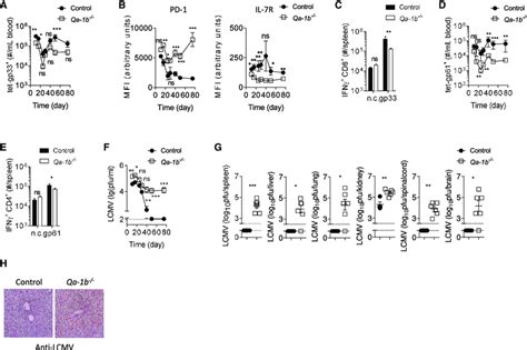 absence of qa 1b leads to prolonged lcmv infection control and qa 1b