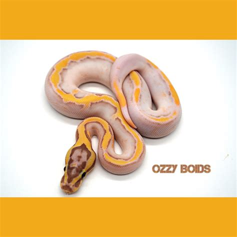 Banana Pied Ball Python
