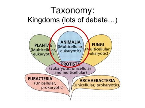 Ppt Taxonomy The Science And Practice Of Classifying Living Things