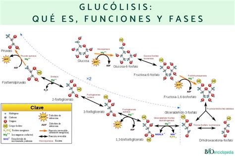 Cuantos Atp Produce La Glucolisis At Carole Spears Blog