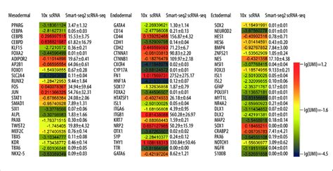 Gene Expression Related To Mesodermal Endodermal And Ectodermal
