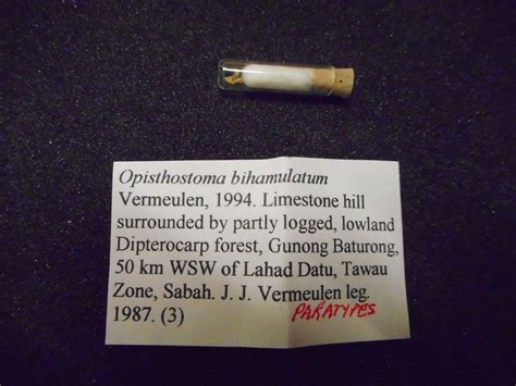Opisthostoma Plectostoma Bihamulatum Vermeulen 1994