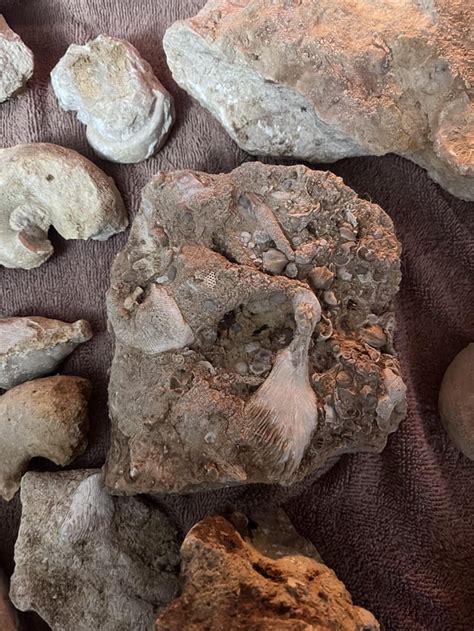 More Fossils Found In Ohio Bedrock R Fossilid