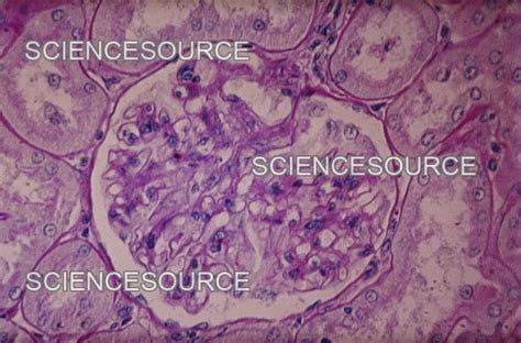 Renal Cortex Light Micrograph Stock Image Science Source Images