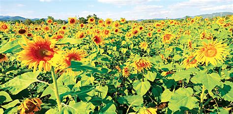 မော်လမြိုင်ကျွန်းမြို့နယ်၌ ဆောင်းသီးနှံစိုက်ပျိုးရာသီတွင် နေကြာဧက ၃၀၀ ခန့် စိုက်ပျိုးရန်လျာထား