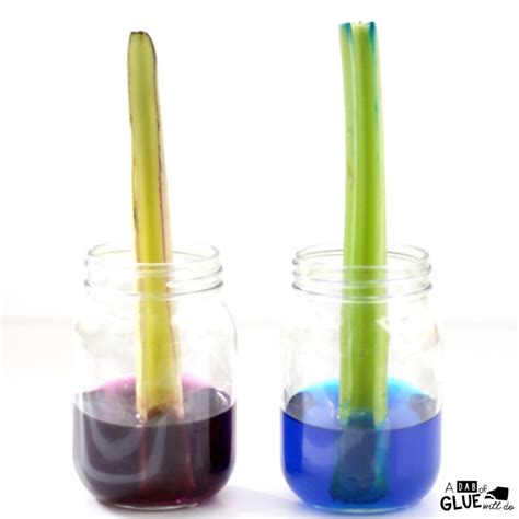 Celery Science Experiment Celery Science Experiment