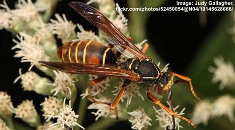 Types Of Brown Wasps With Pictures Identification Guide