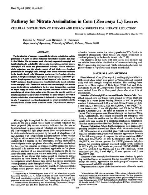 Pathway For Nitrate Assimilation In Corn Zea Mays L Leaves Cellular