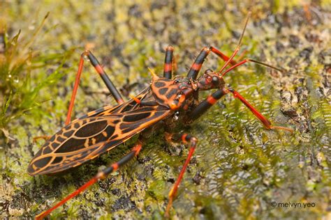 Melvyns Photography Reduviidae Assassin Bug