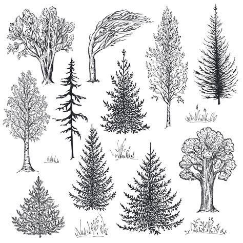 Premium Vector Vector Collection Of Hand Drawn Trees In Sketch Style