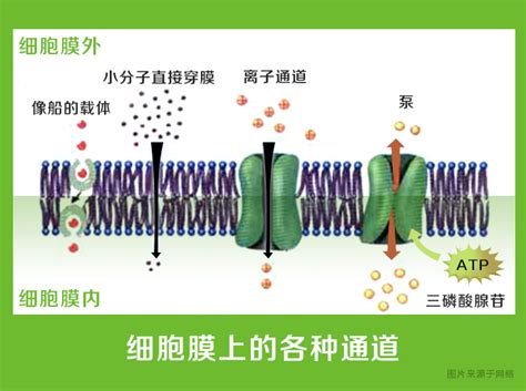 如何区分钾离子通道和钠离子通道？ 知乎