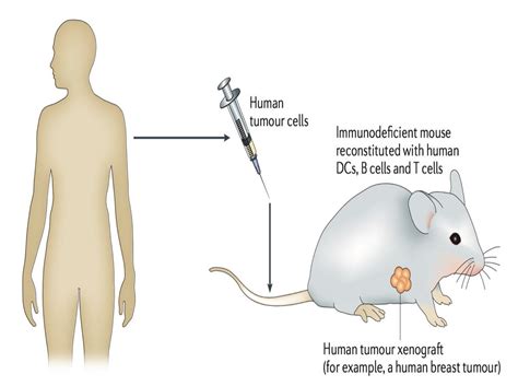 Patient Derived Xenograft Model Market Is Thriving Worldwide With A