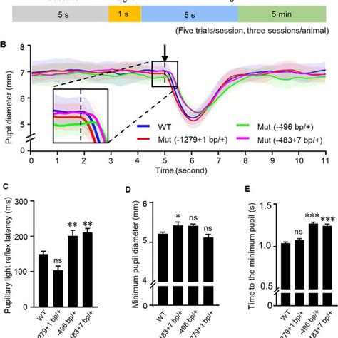 High Reward Food Is Unable To Induce A Stronger Pupil Dilation Response
