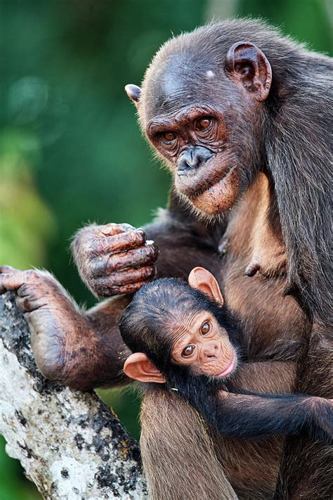 Female Chimpanzee Nursing Her Infant Africa Photograph By Eric Baccega