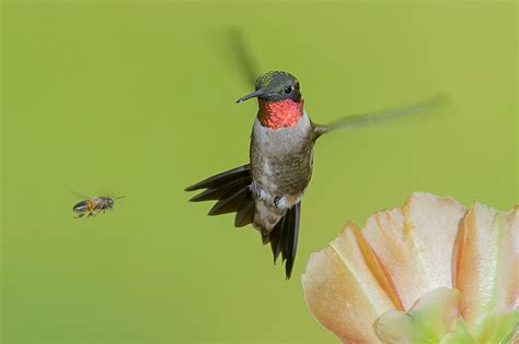 Crossing Paths Texas Robert Rommel Photography
